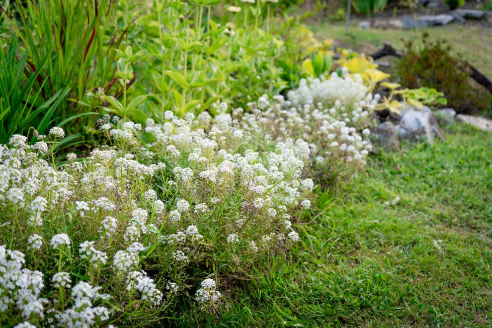 Incorporating edible plants in the garden | Surrey