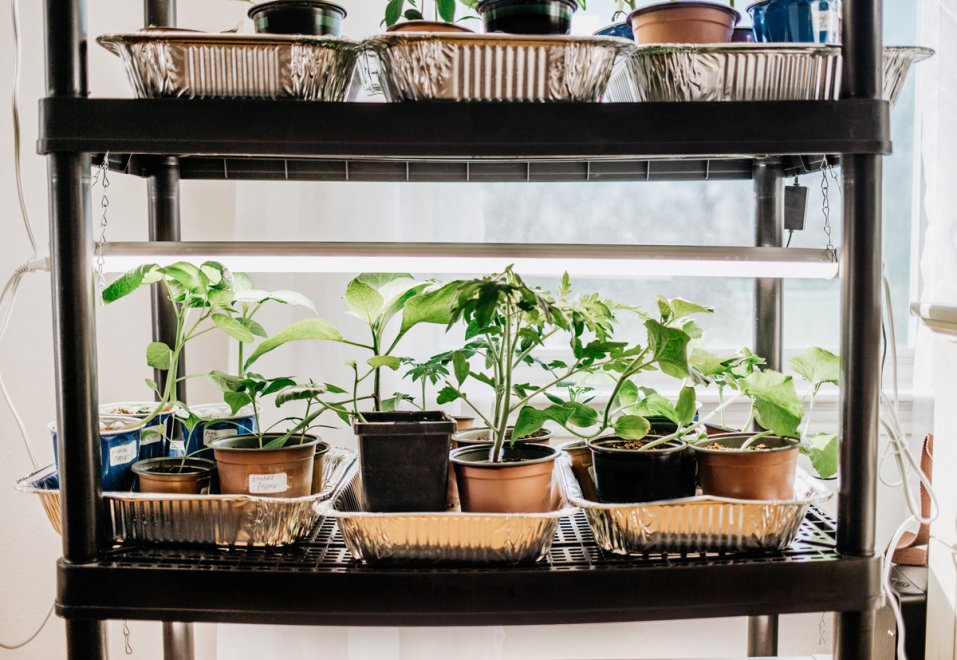 Planning your seeds in February and March | Surrey