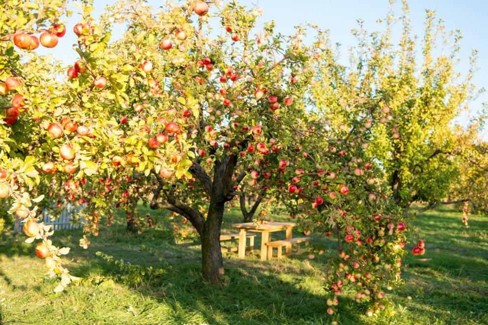 Tips on Choosing Fruit Trees for the Yard | Surrey
